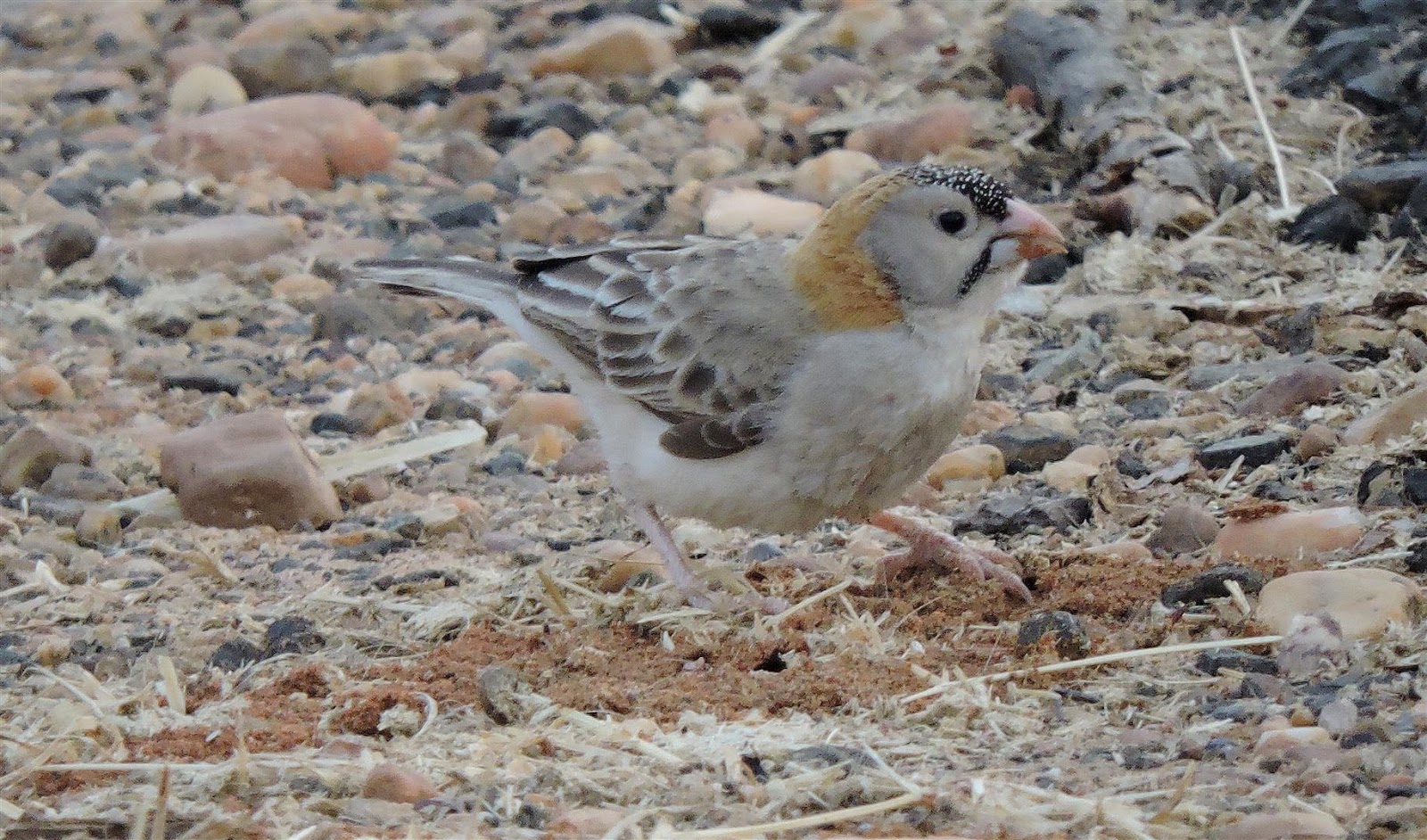 Birding for a Lark: Lake Ganky