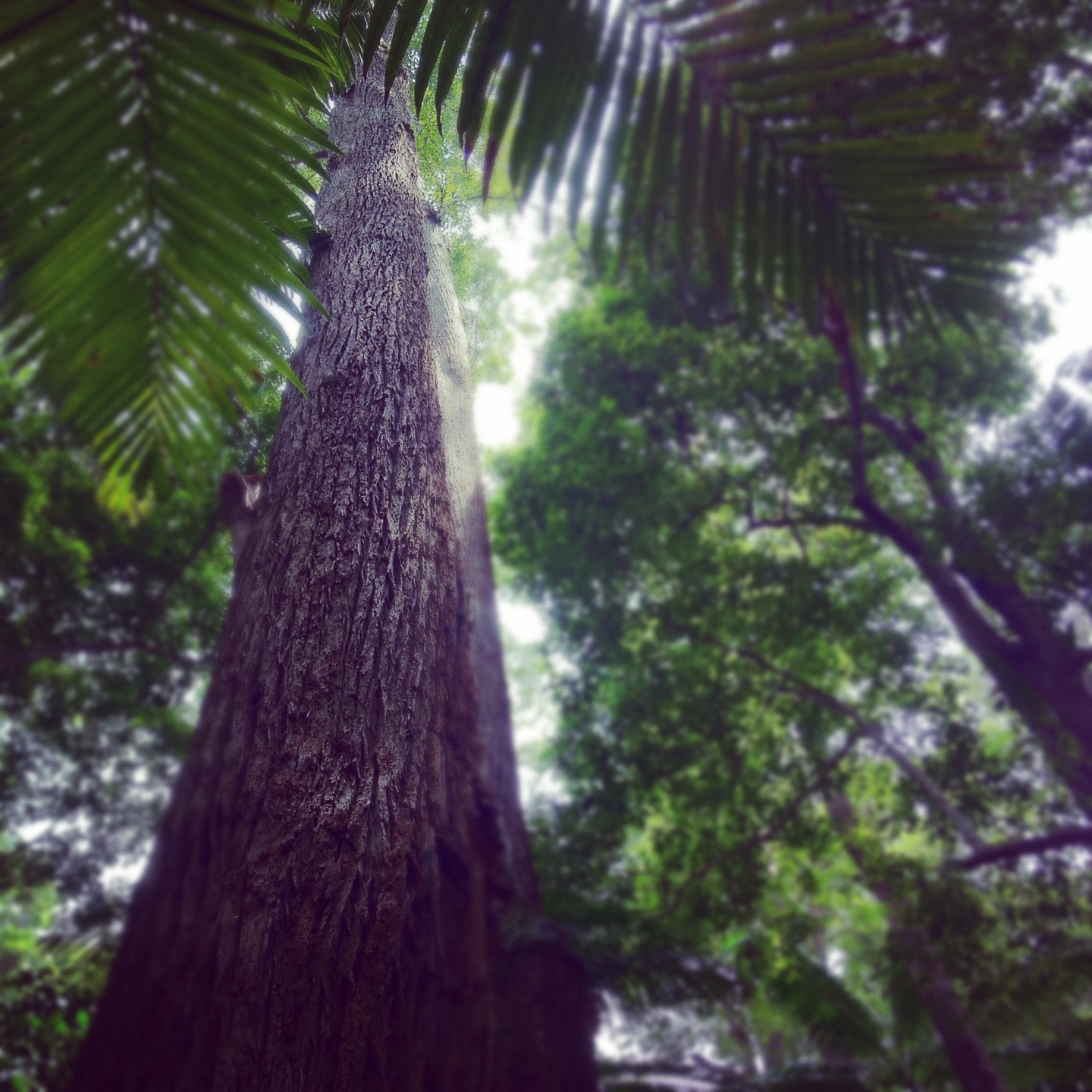 Unique Australian Flora And Fauna On Fraser Island | iPhoneography Oz ...