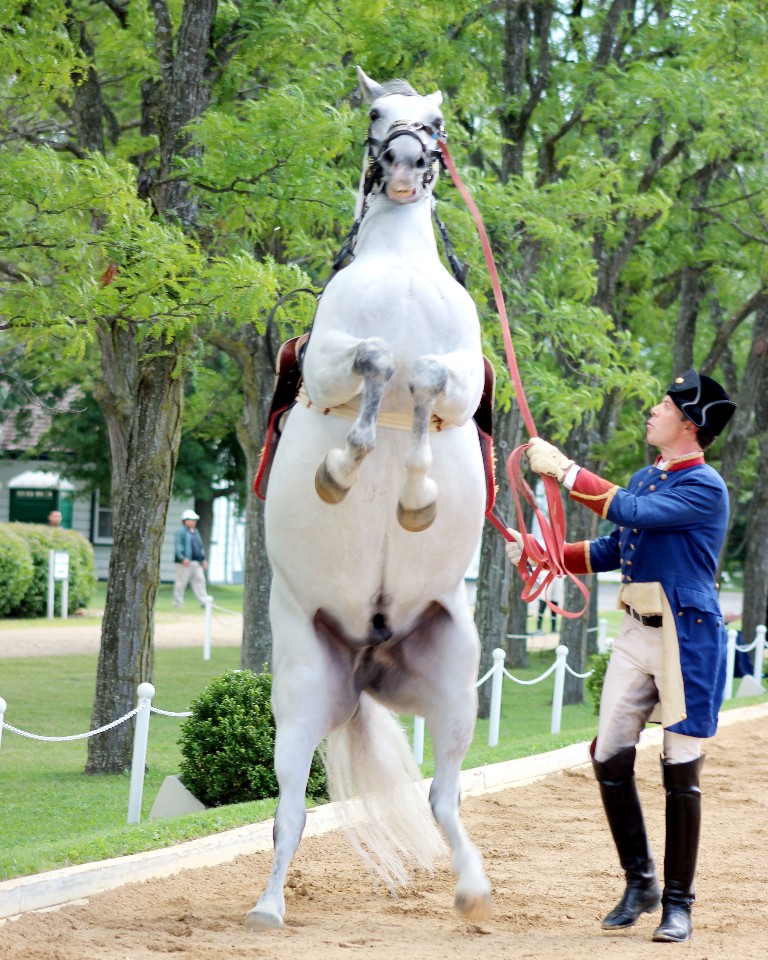 Seth Saith: The Mane Attraction: White Lipizzaner Stallions Show Off ...