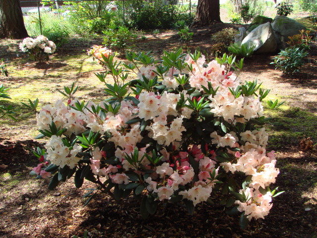 The Conservative Kitchen Table: Here's What's Blooming