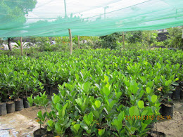 Cebu Plants