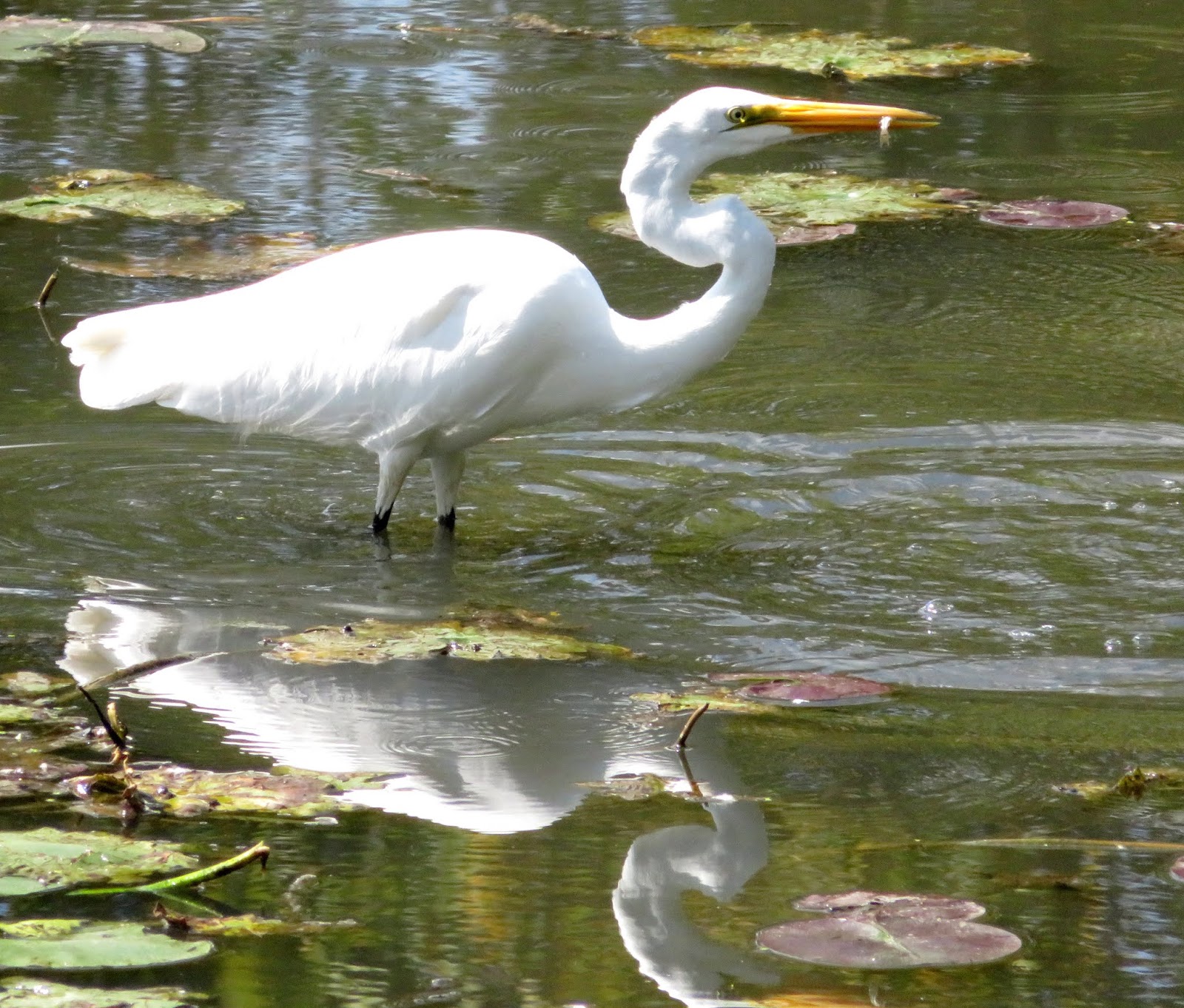 The Marmelade Gypsy: Big Birds -- In Trees, Water and Taking Flight
