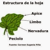 DE TODO UN POCO: LAS PLANTAS