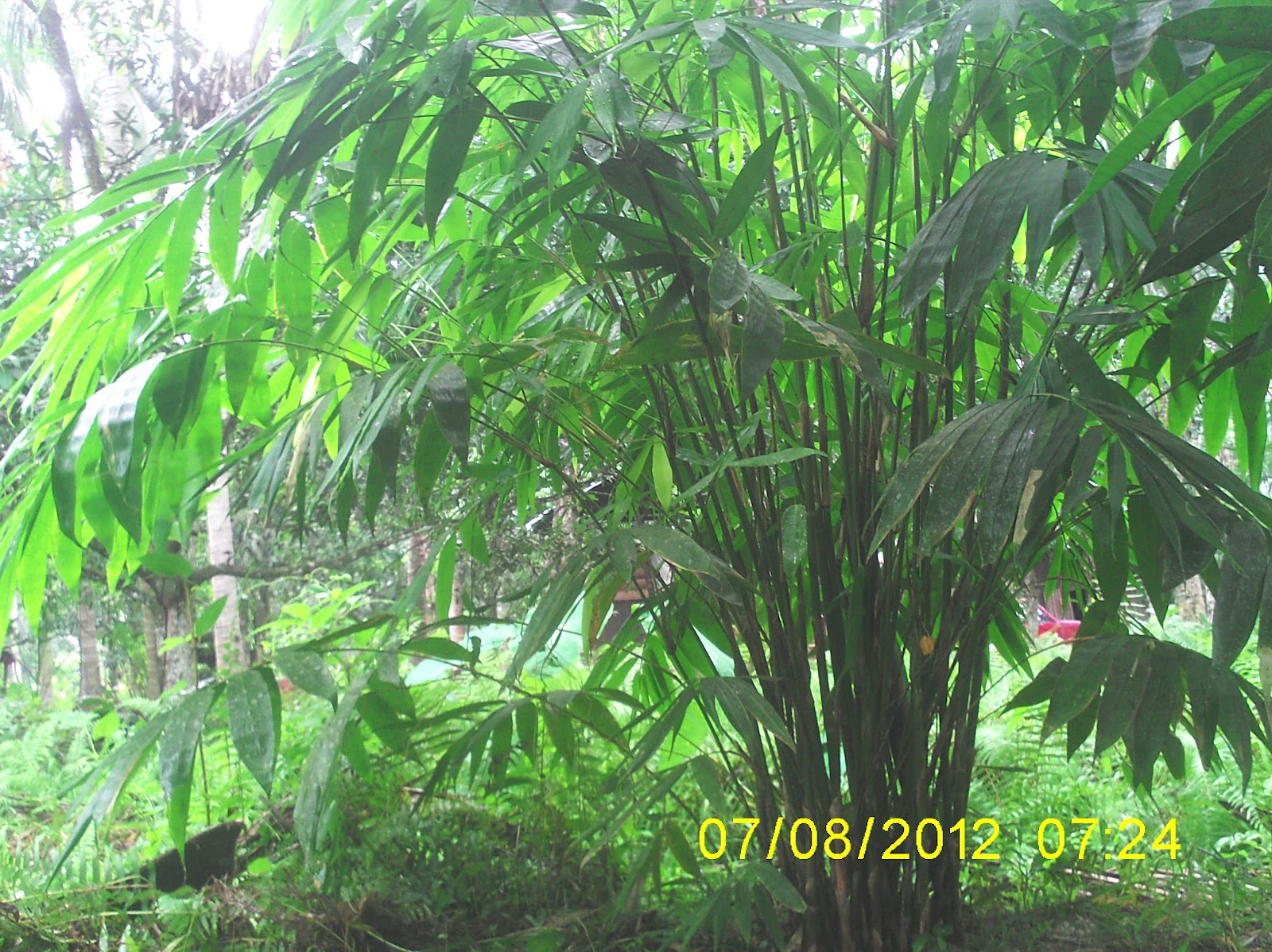 MANING GARDEN BAMBOO (Buho or Bagakay (Schizostachyum lumampao)