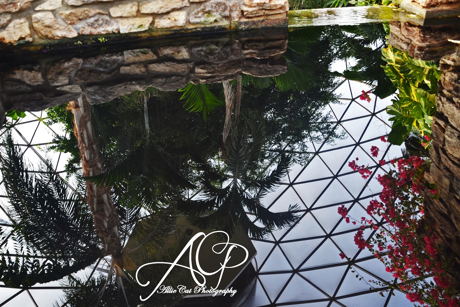 AllieCat Photography: Reflecting Pool