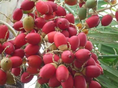 Teknik Budidaya Tanaman Pinang - Sentra Pertanian