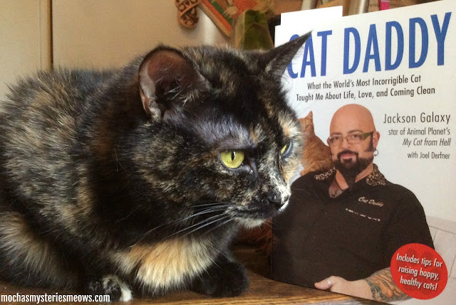 Melissa's Mochas, Mysteries and Meows: Summer Reading with the Cat ...