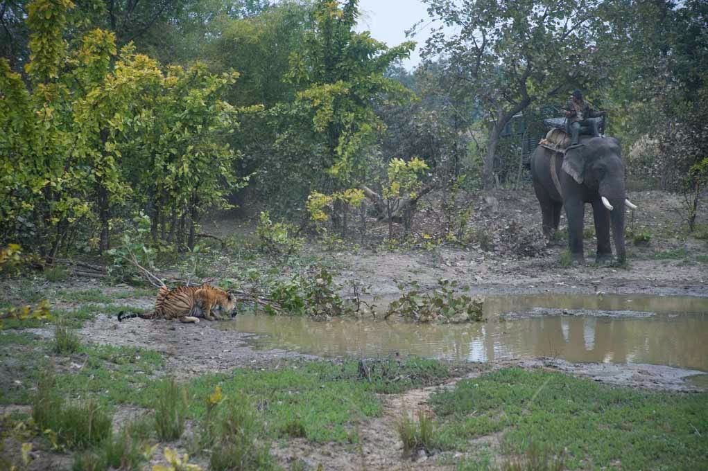 bandhavgarh: Shashi aka Bamera the dominant male of Bandhavgarh ...