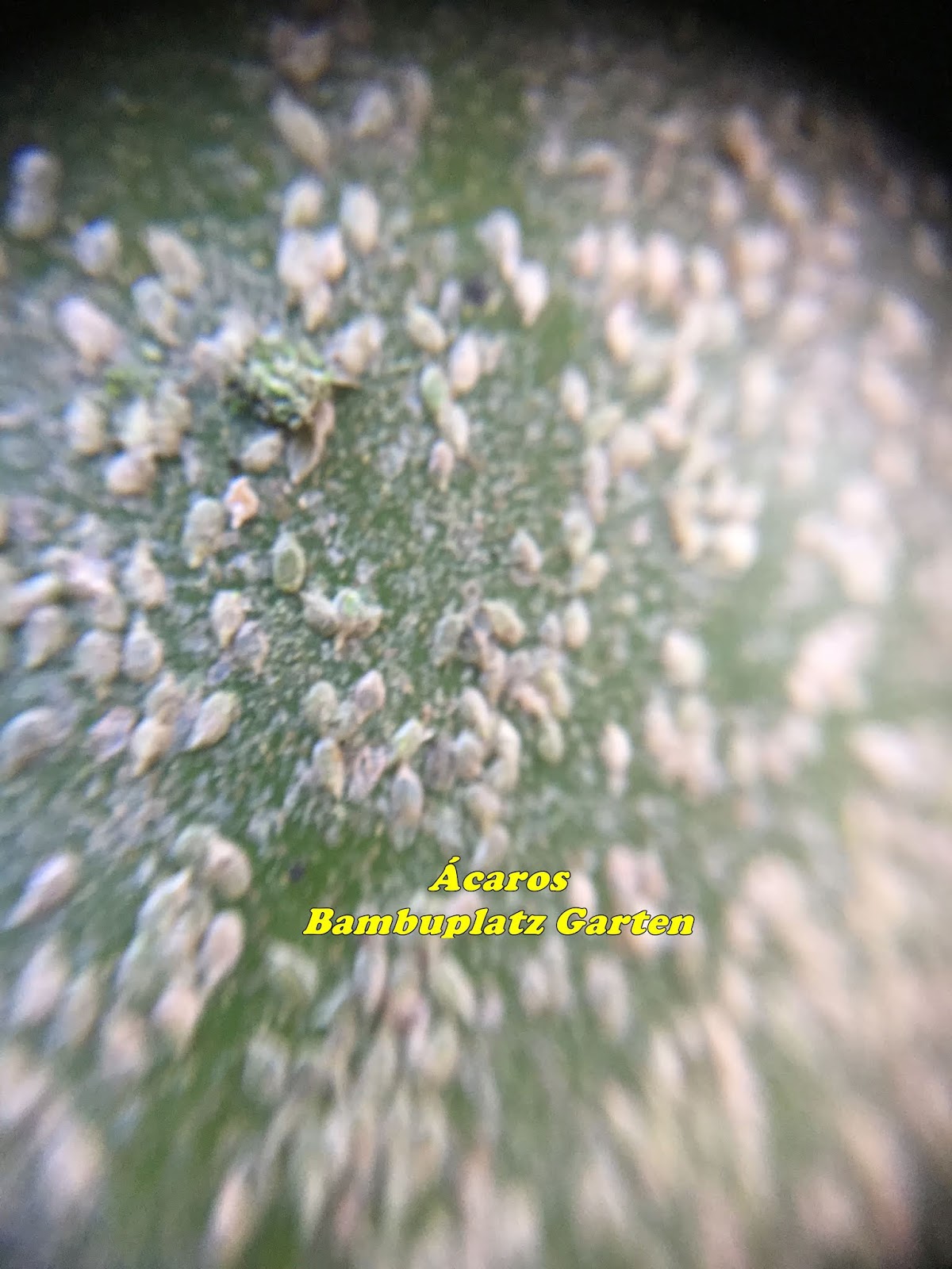 Agrobambu/Bambuplatz Garten: INSETOS DO BAMBU - BAMBOO INSECTS