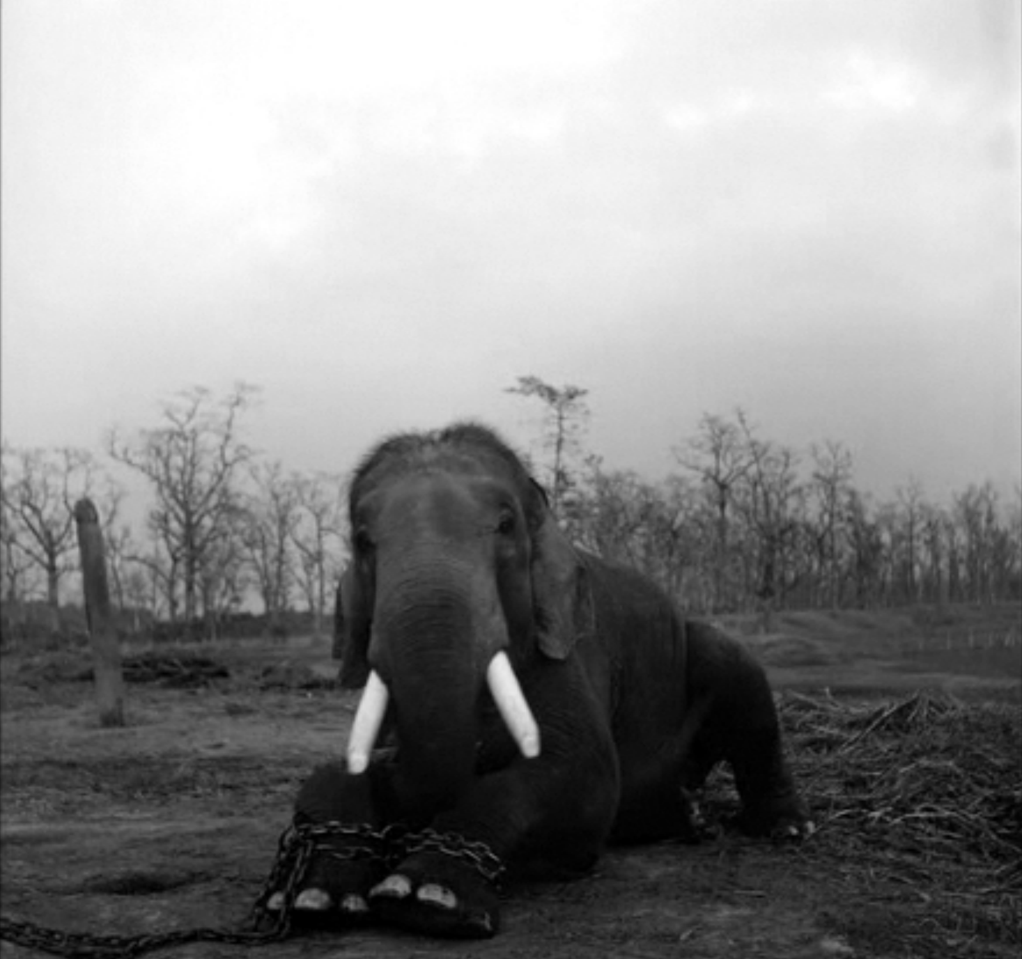 Anthony Luke's not-just-another-photoblog Blog: Trading to Extinction ...