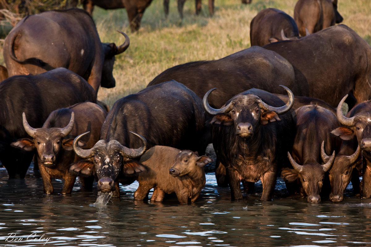 Tails of the Bush: Buffalo Soldiers