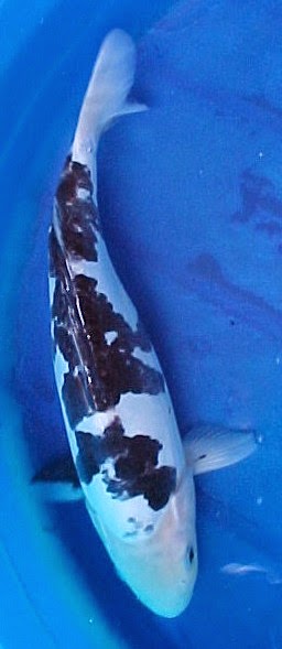 Susur Galur Varieti Ikan Koi ~ Anjung Laman