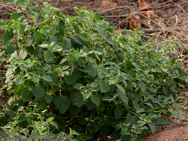 Solanum Nigrum Edible Leaves