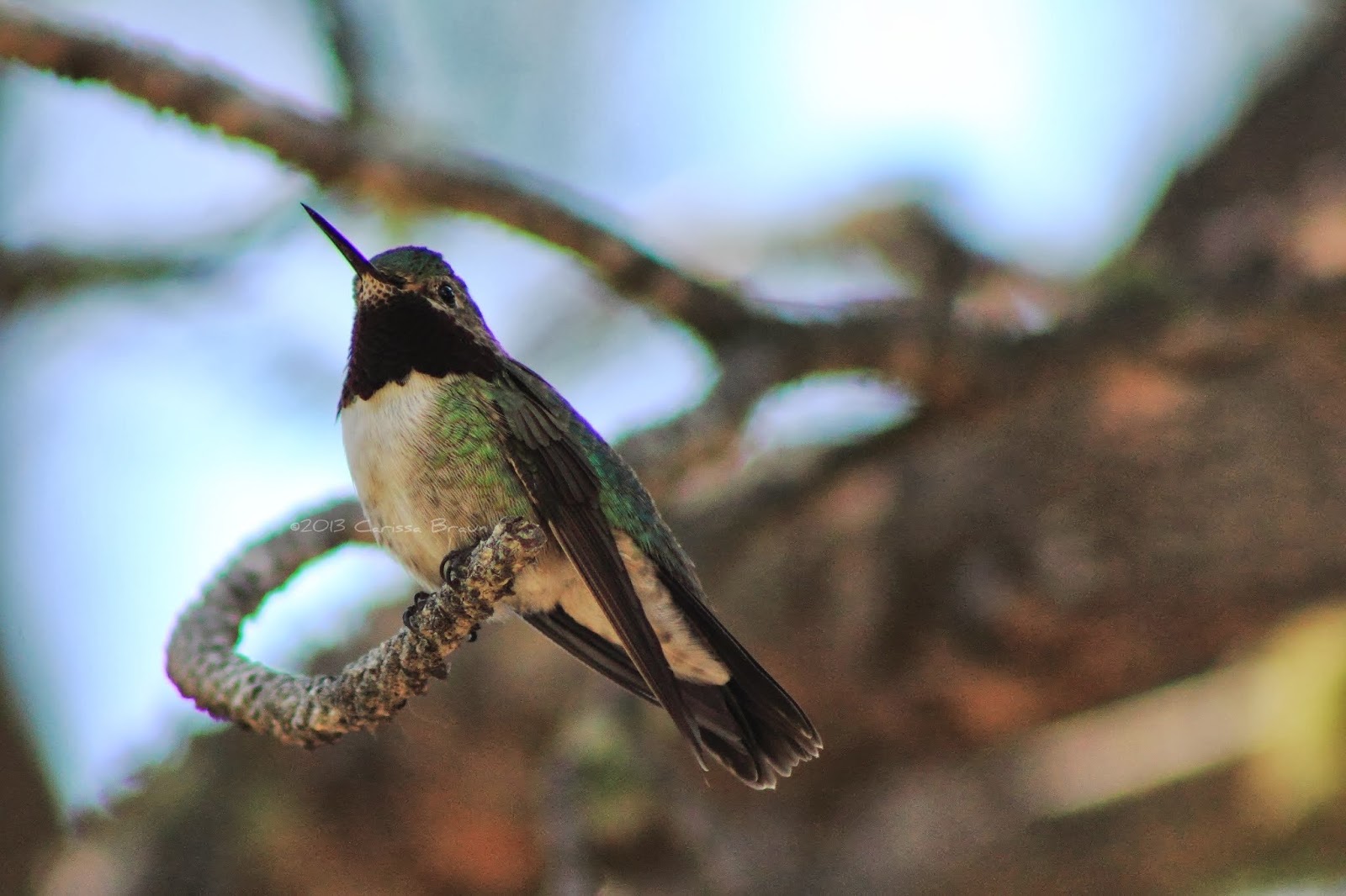 Nature Photography and Facts : Hummingbirds