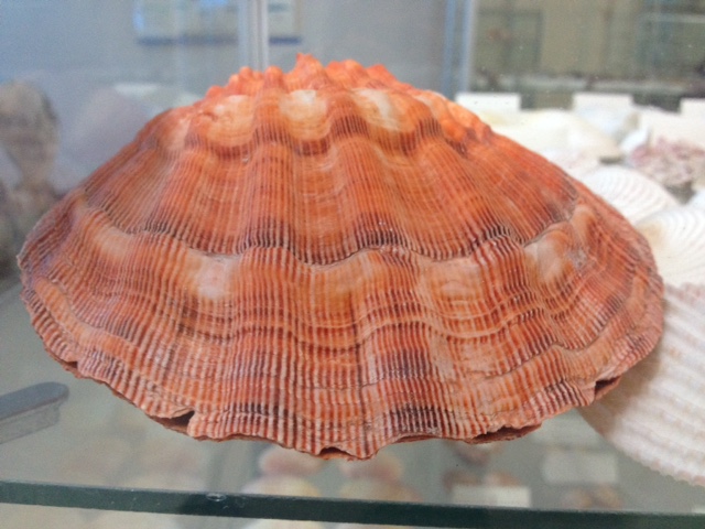 The Smarties Science Club: Sea Shell Museum, Corfu, Greece