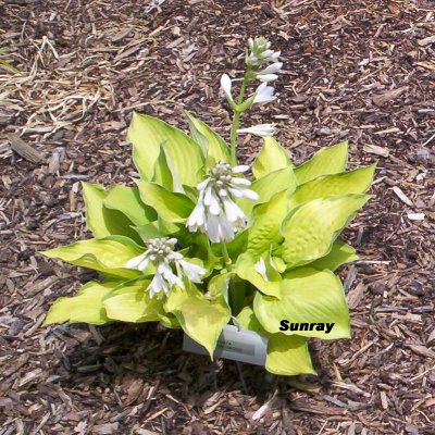 Sunray Gardens: Garden Hostas Butterfly Weed Astilbe