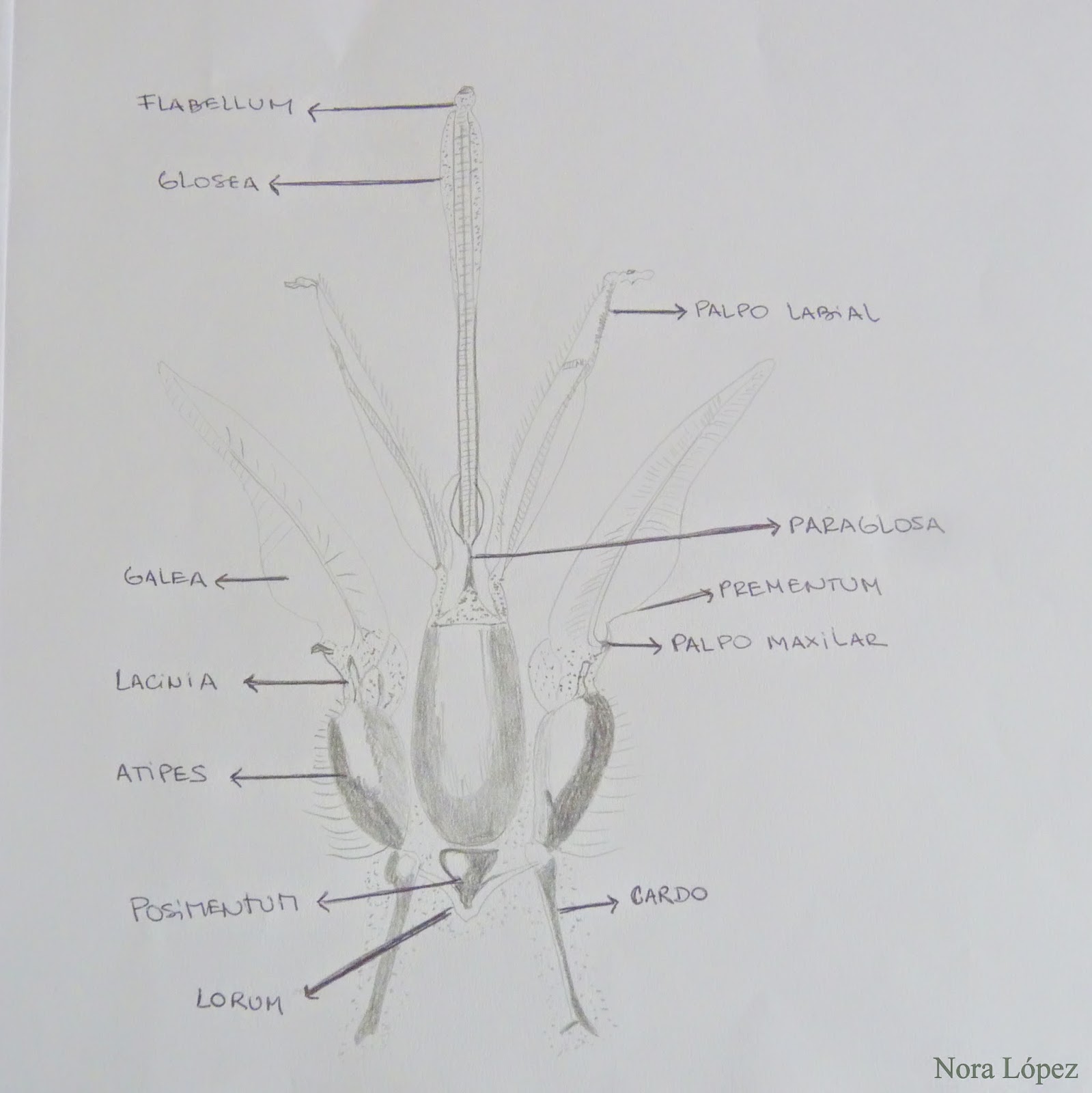 Materia: Anatomía y Fisiología: Trabajo Práctico: Morfología Externa e ...