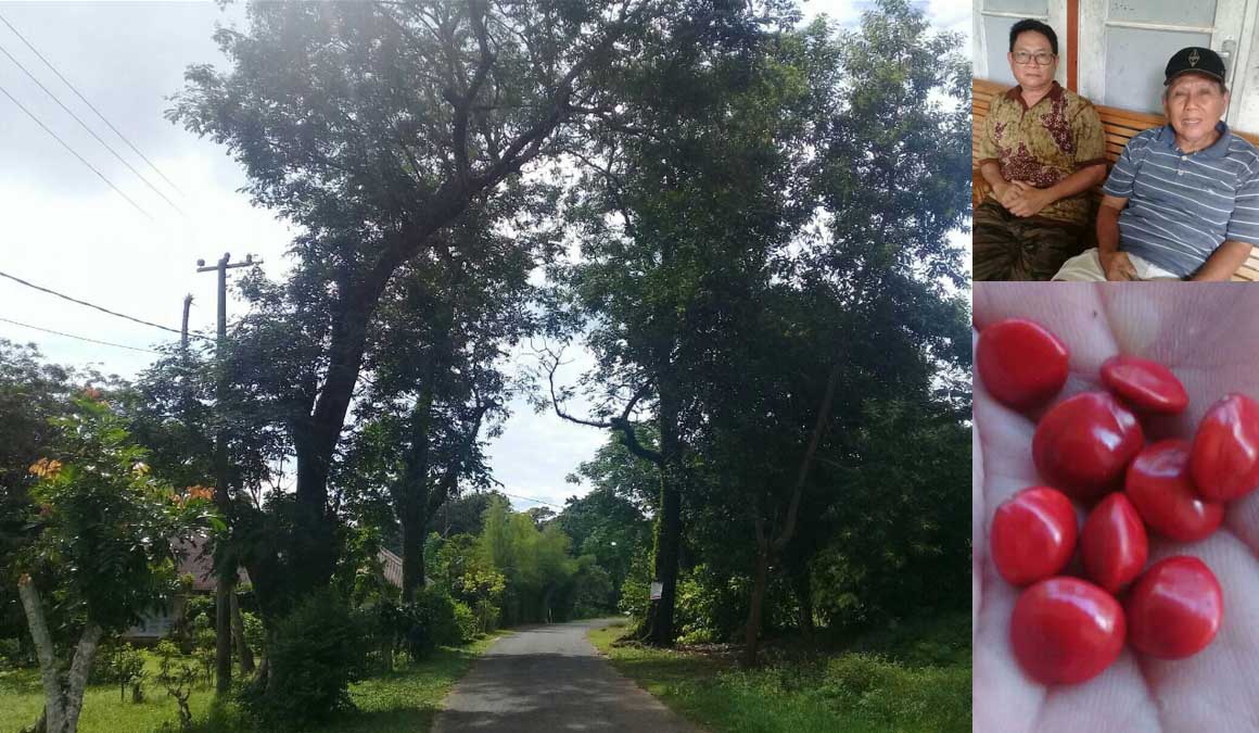 Kenangan di Pohon Saga Bukit Samak Manggar, Ternyata Ini Permainan ...