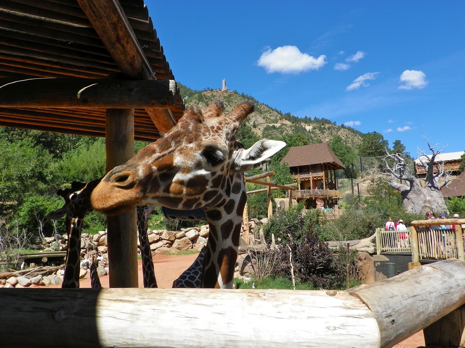 Otowi: Cheyenne Mountain Zoo 8/6/13