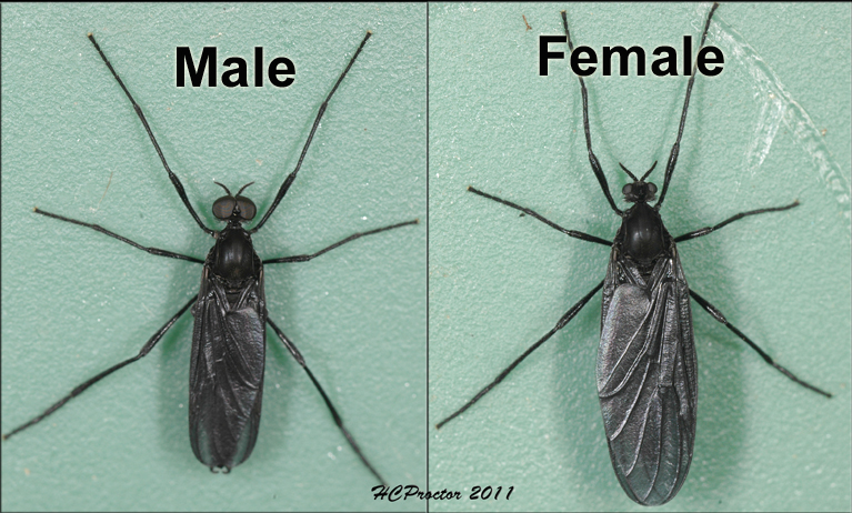 Fly on bark - BugGuide.Net