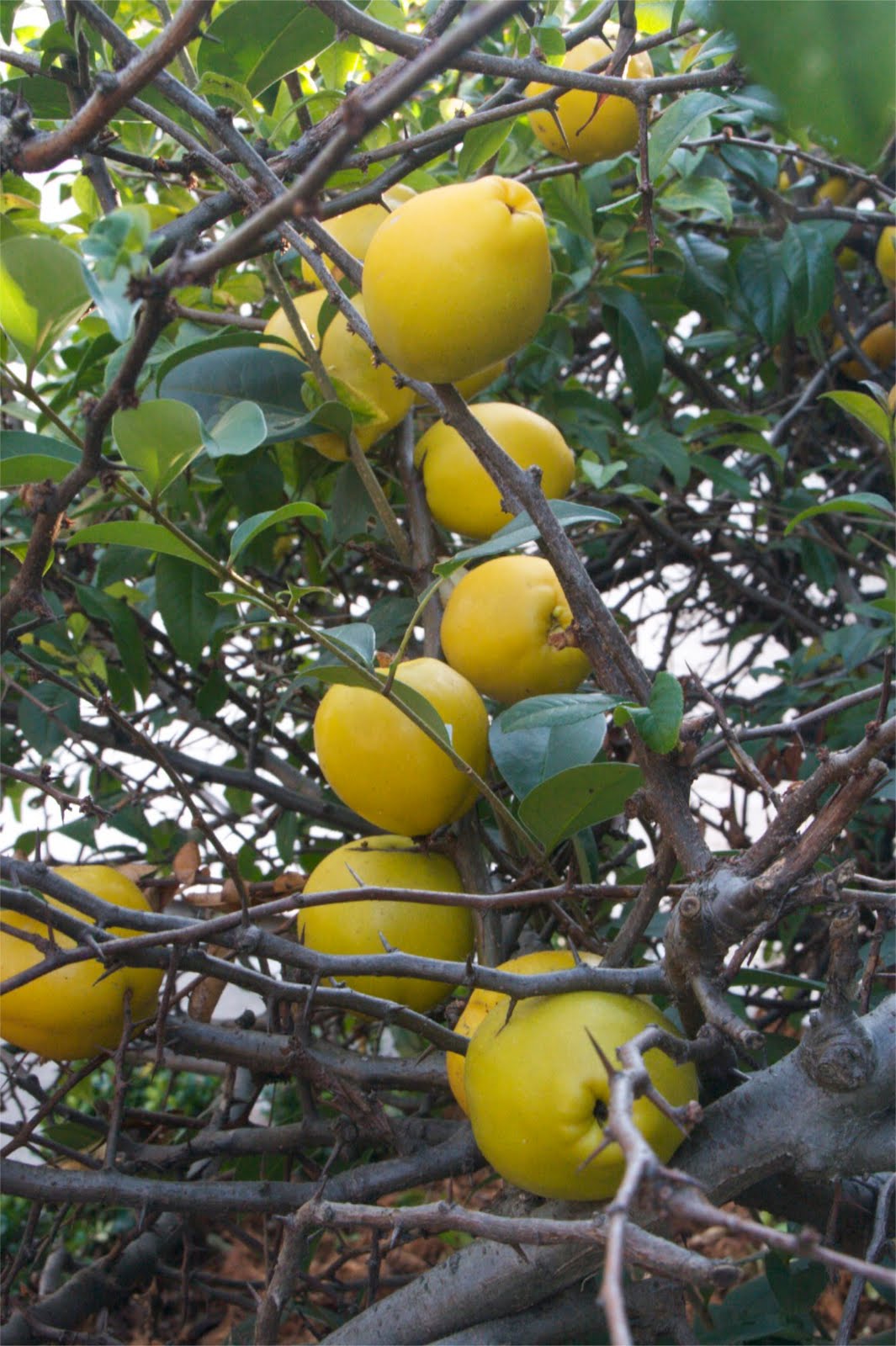 Garden Bytes from the Big Apple: Membrillo