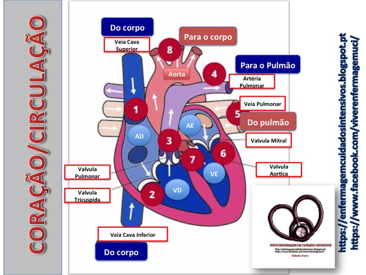 Viver Enfermagem em Cuidados Intensivos: CORAÇÃO/CIRCULAÇÃO