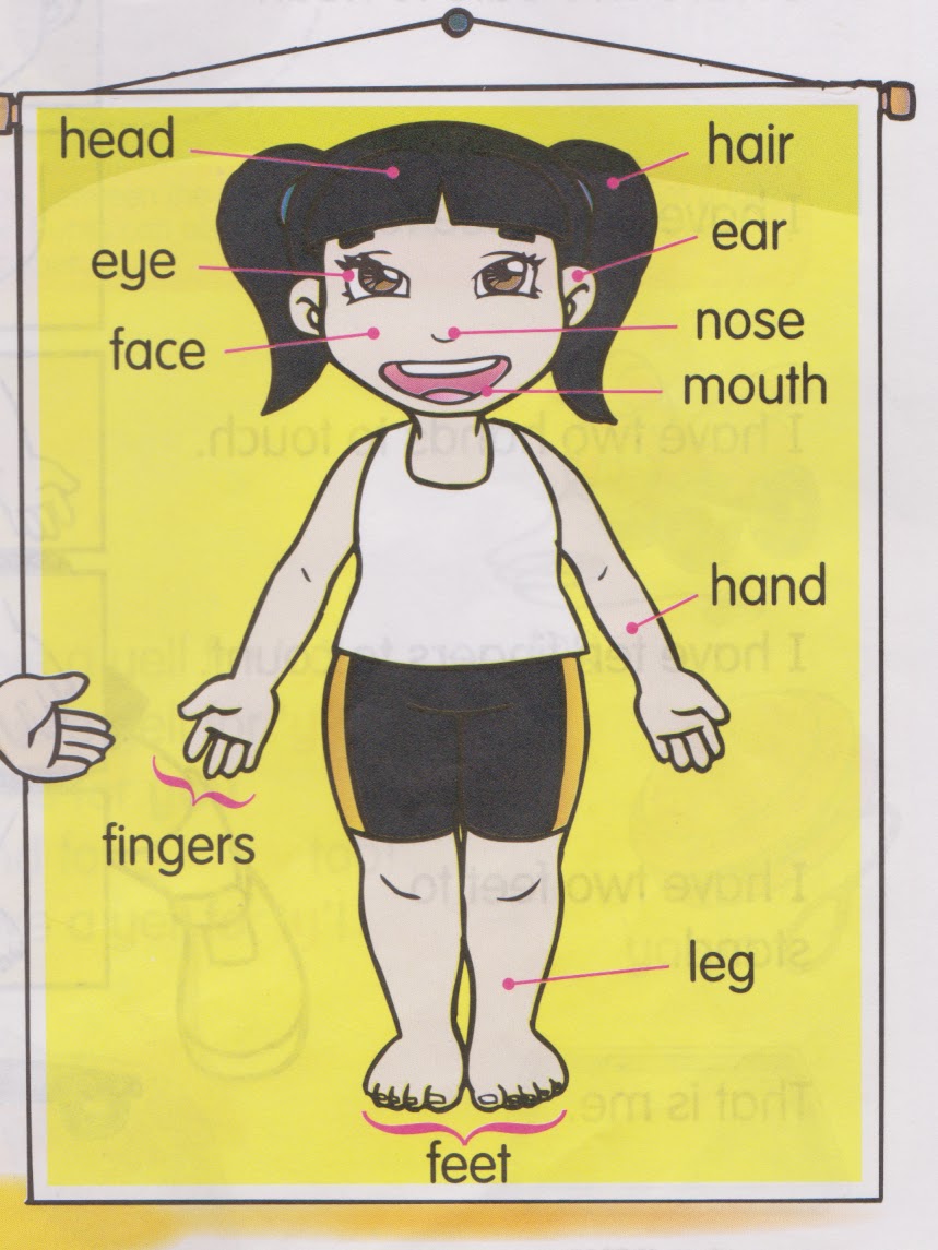 FUN ENGLISH LEARNING CORNER: ENGLISH YEAR 1 UNIT17: MY BODY