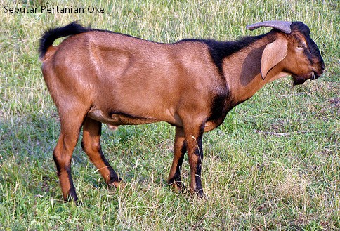 29 Jenis-jenis Kambing Ternak yang Menguntungkan - REFERENSI ILMU ...