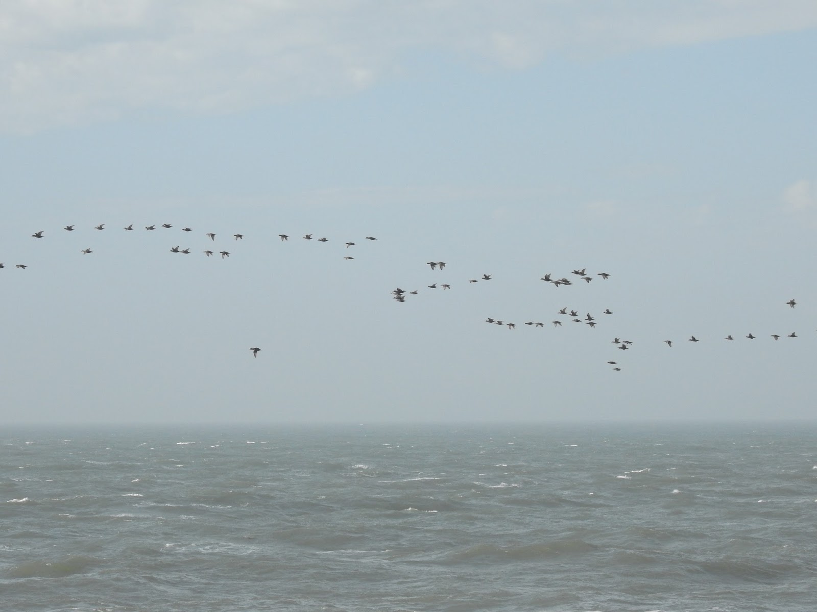 Bev's Nature Blog: Point Lepreau Bird Observatory