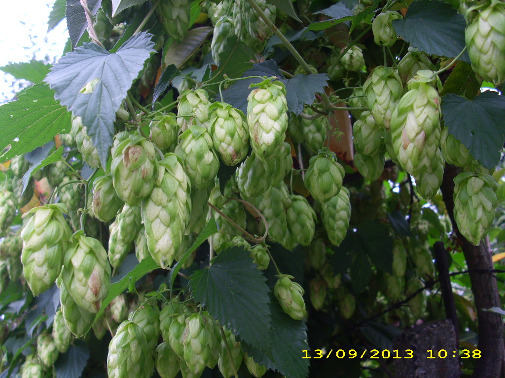 Din natură: Hameiul (Humulus lupulus)