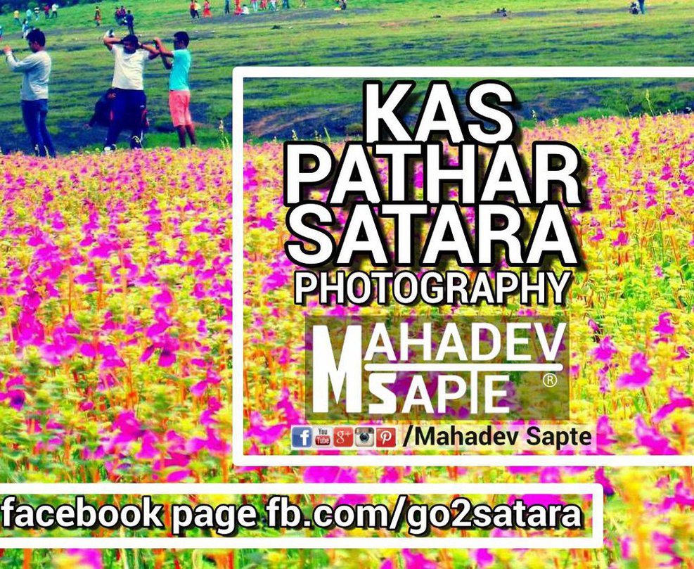 Kas Pathar - Satara : कास पठार- Kaas Plateau (Valley of Flowers) Photos ...
