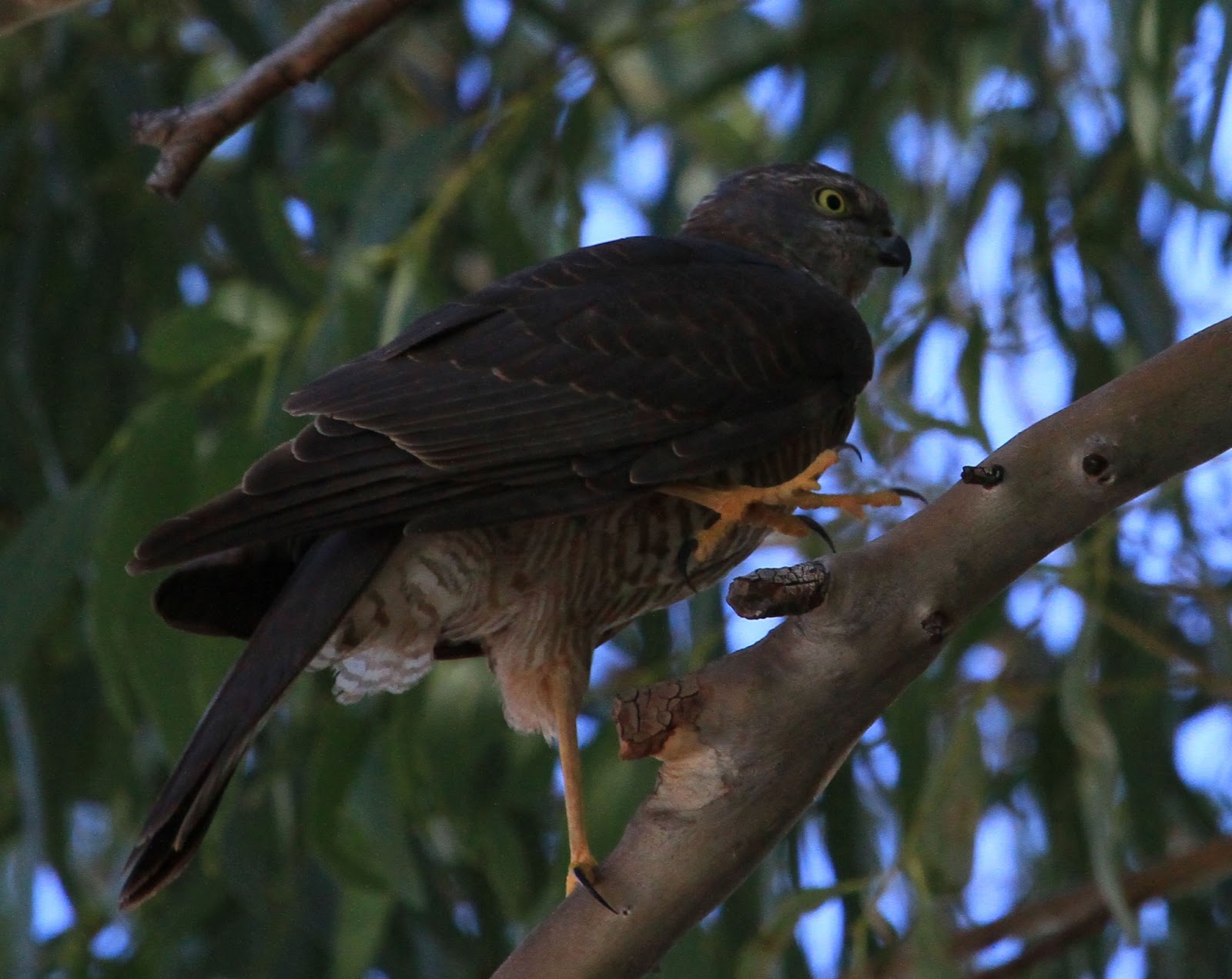 Richard Waring's Birds of Australia: Black Honeyeaters, juvenile ...