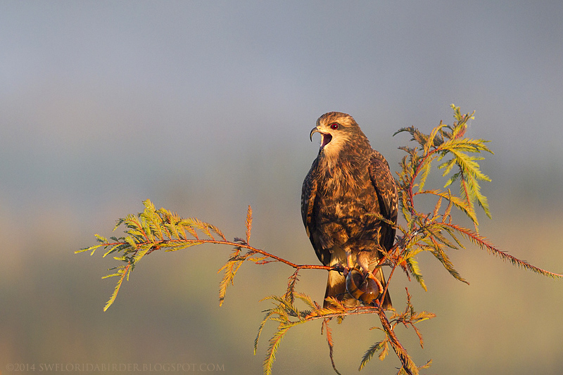 SWFloridabirder: Harns Marsh Preserve Hierarchical Order