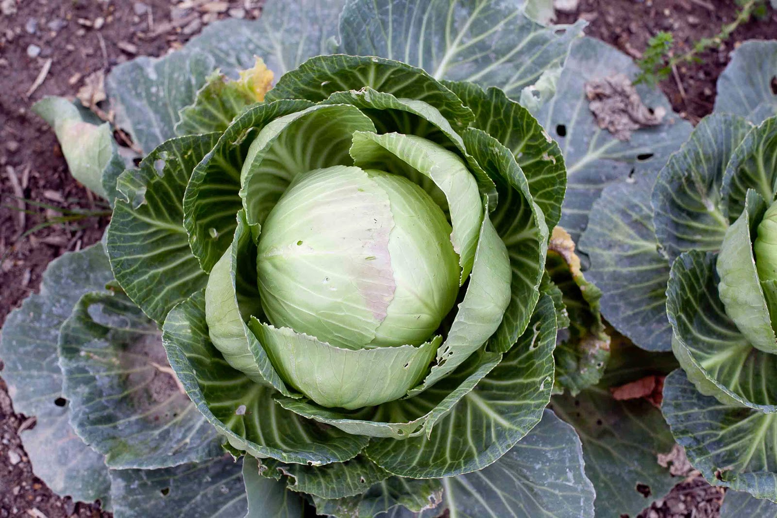 FOODjimoto: Spicy Sashimi with Umeboshi on Crispy Renkon