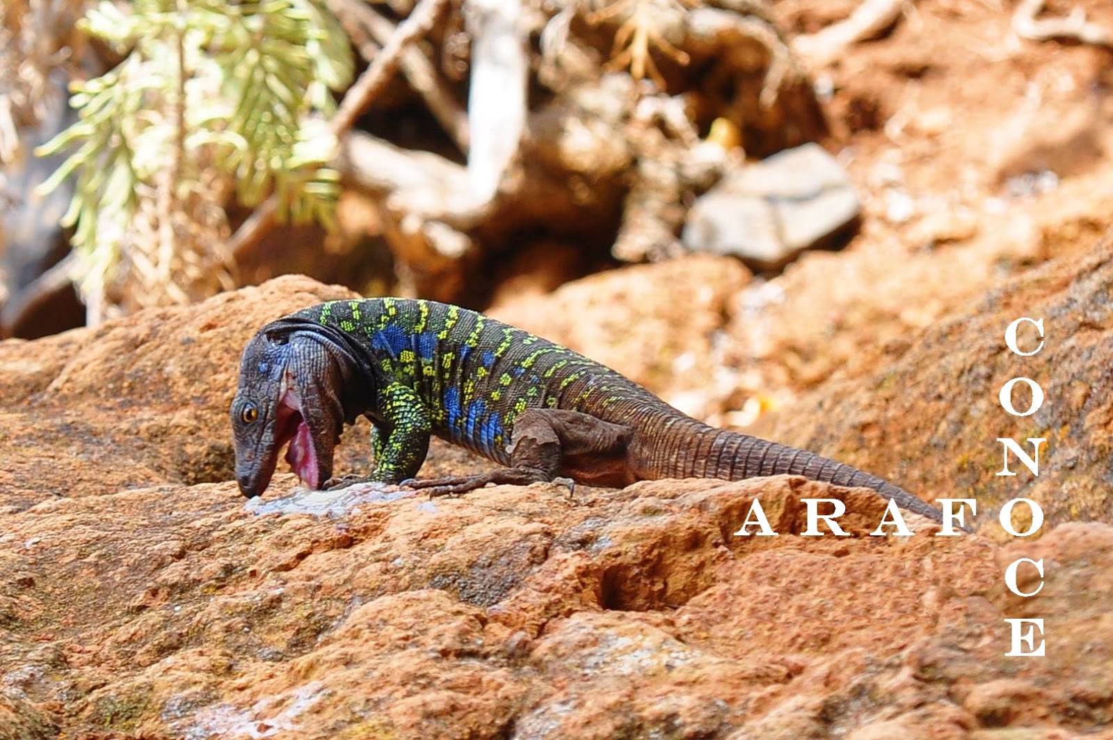 CONOCE ARAFO: TURISMO SOSTENIBLE Y ECOTURISMO EN ARAFO.