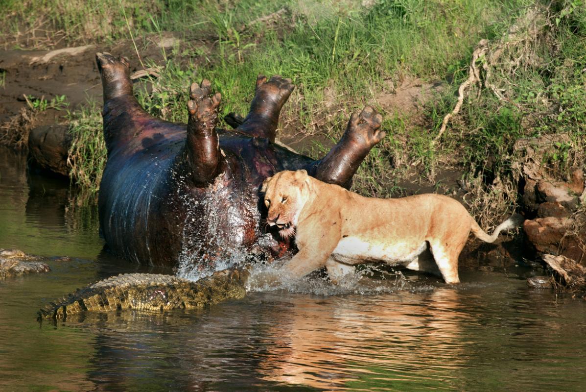 BongoNews: Lions vs Crocodile