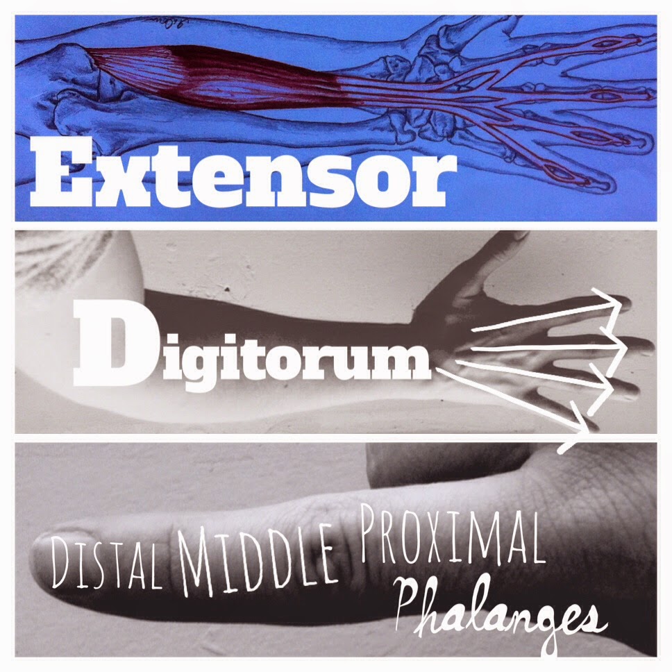 The Hip Joint: Extensor Digitorum: a wrist extensor muscle