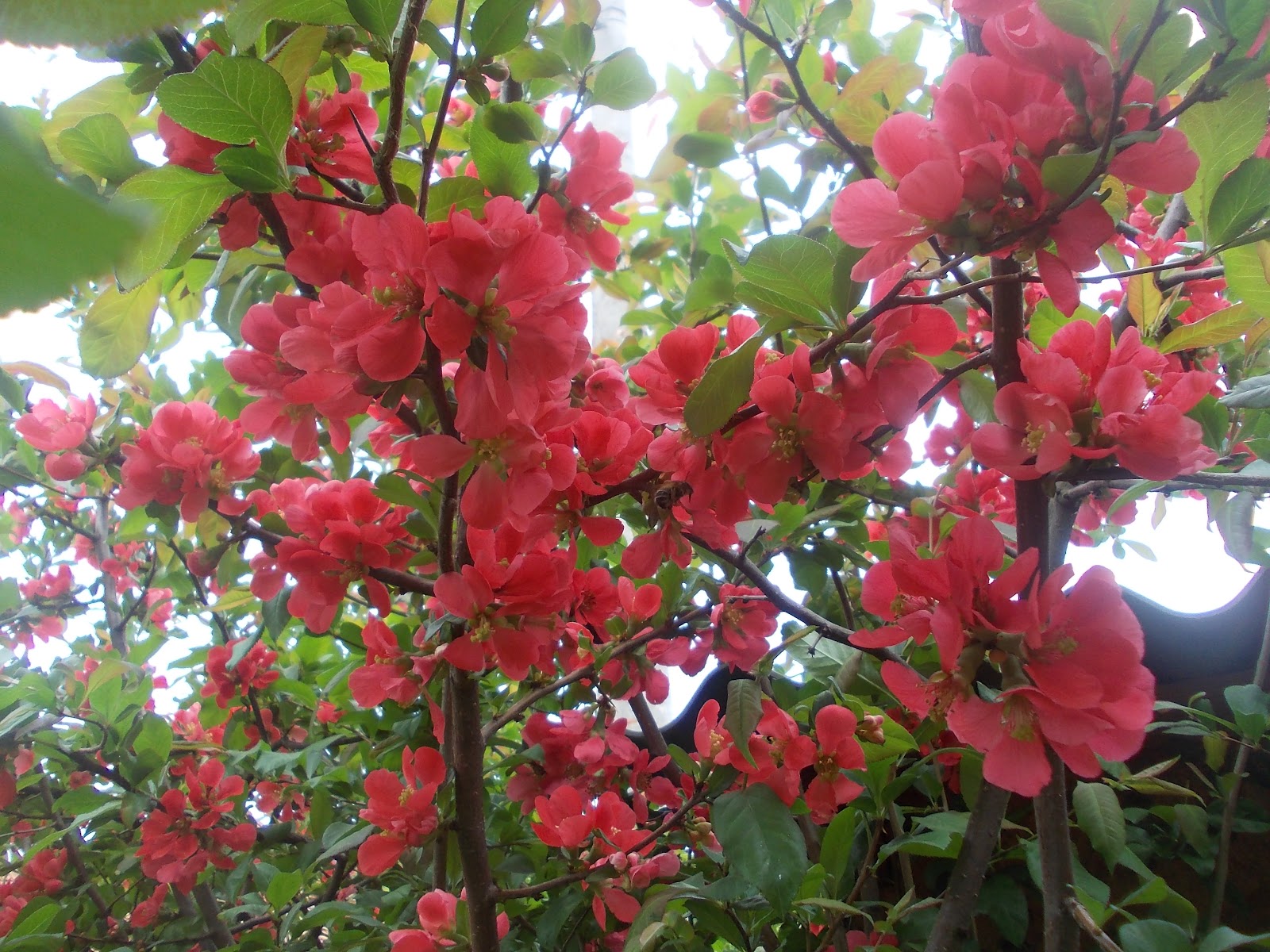 handmade in covasna: Oda vietii (5)