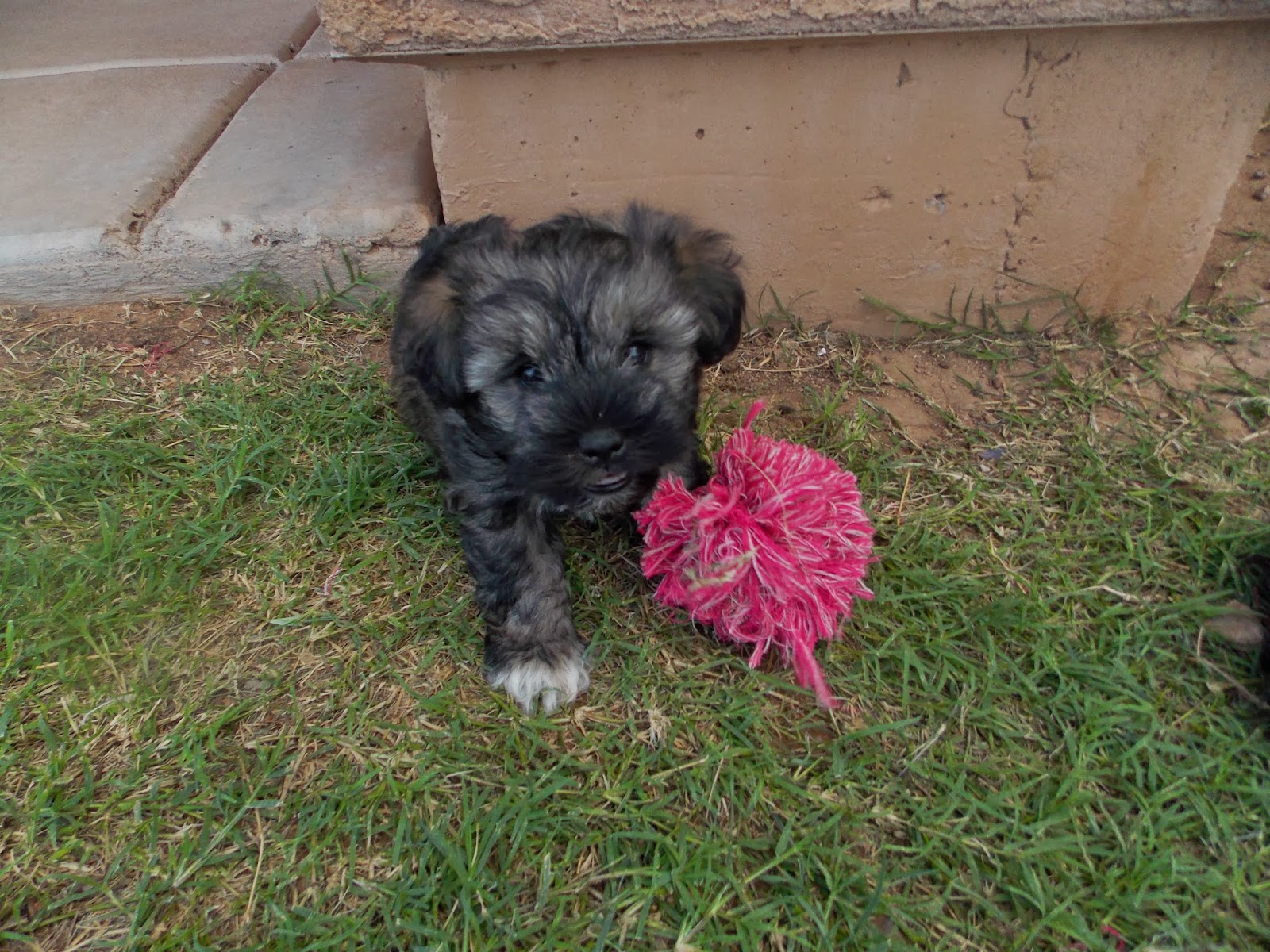 Copper Star Ranch: AZ Miniature Schnauzer Puppies for sale at Copper ...