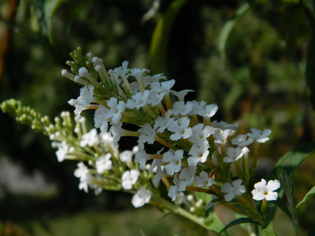 LA MULTI ANI, ROMANIA!: Liliac