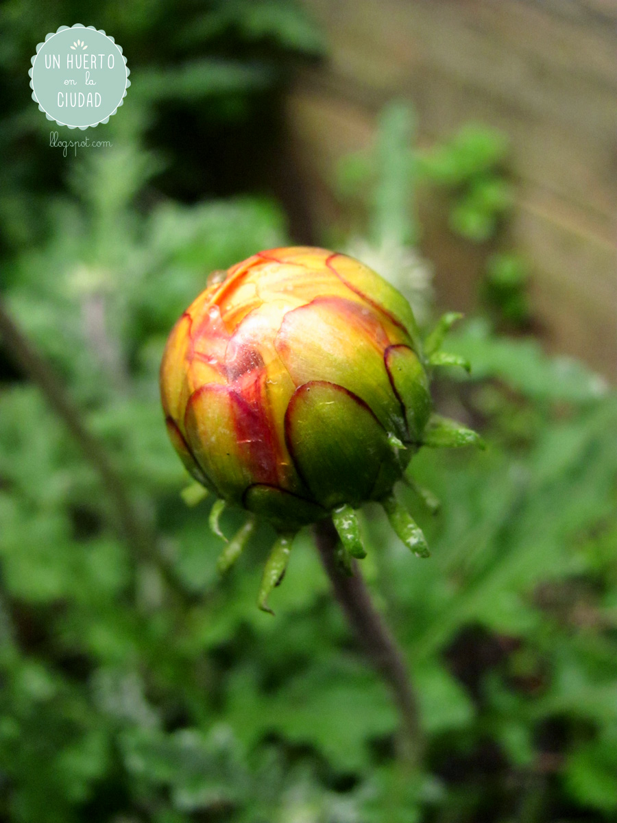 UN HUERTO EN LA CIUDAD: 2012-09-16