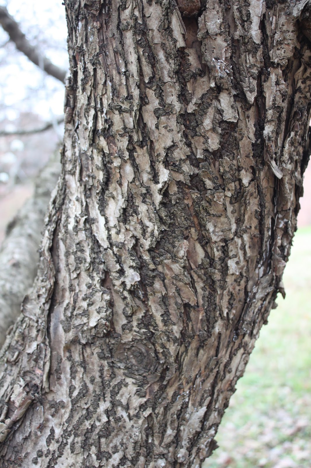 Prunus Mexicana Bark