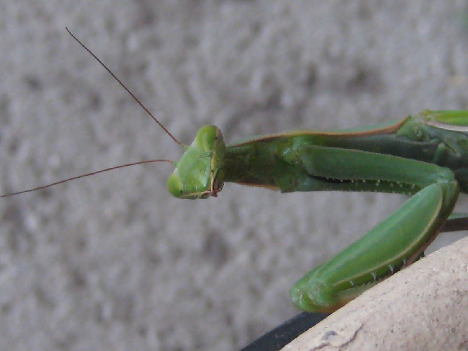 Shell's Photo Album: Smiley and the praying mantis