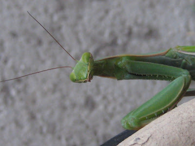 Shell's Photo Album: Smiley and the praying mantis