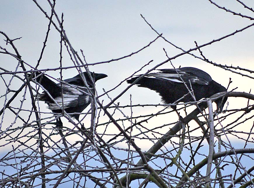 CABINET OF CURIOSITIES: Mutant Crows