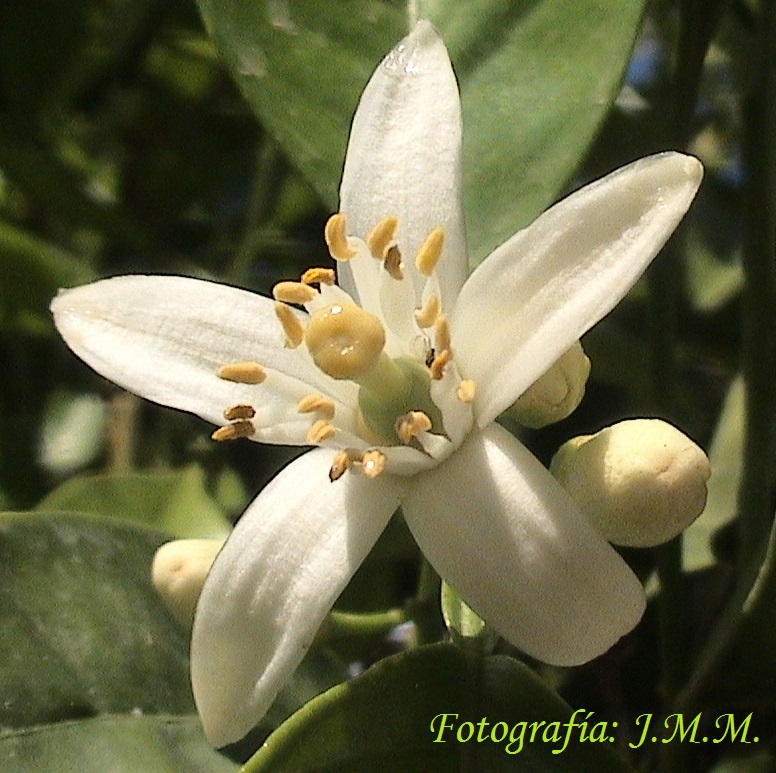 Pinturas y Fotografías de J.M.M.: FLORES DE AZAHAR