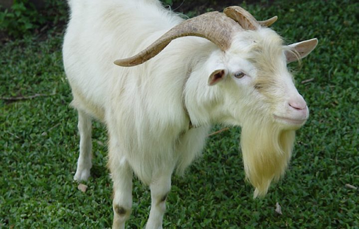 Tyrannus Melancholicus: Barbas de molho