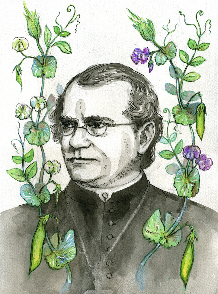 IMAGENES: GREGOR MENDEL
