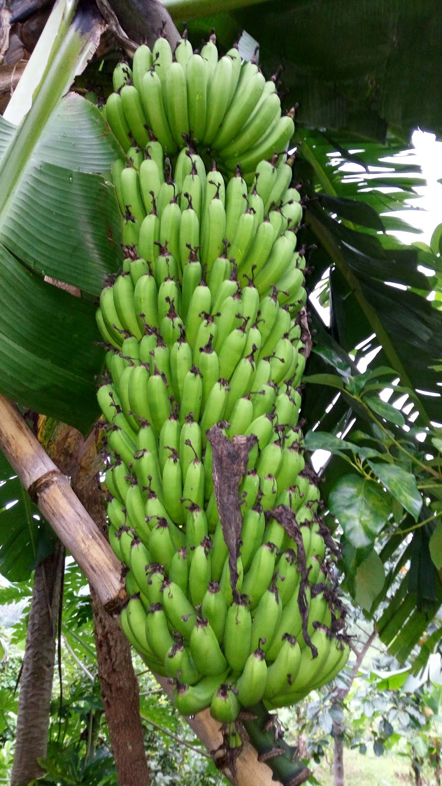 Habari Ludewa Blog: WANANCHI LUDEWA WAFANYA UFUGAJI WA SAMAKI NA KILIMO ...