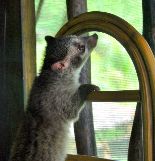 Musang or Masked Asian Civet Cat: Loving a musang named Bindi